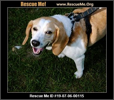 - Pennsylvania Beagle Rescue - ADOPTIONS - Rescue Me!