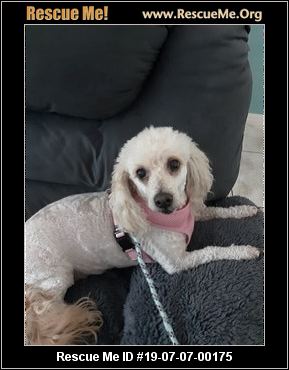 - Florida Poodle Rescue - ADOPTIONS - Rescue Me!