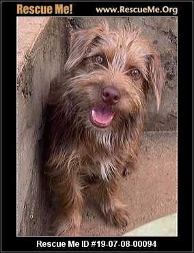 - Georgia Yorkie Rescue - ADOPTIONS - Rescue Me!