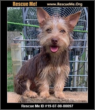 - Georgia Yorkie Rescue - ADOPTIONS - Rescue Me!