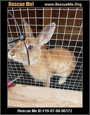 - California Rabbit Rescue - ADOPTIONS - Rescue Me!