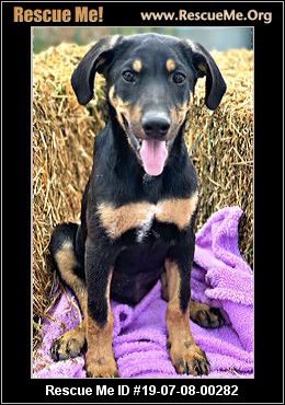 - Colorado Lab Rescue - ADOPTIONS - Rescue Me!