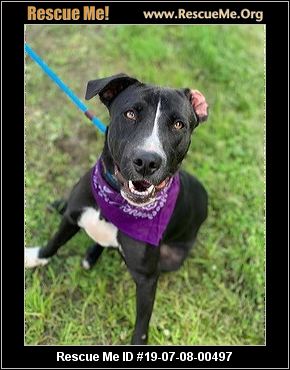 - Ohio Lab Rescue - ADOPTIONS - Rescue Me!