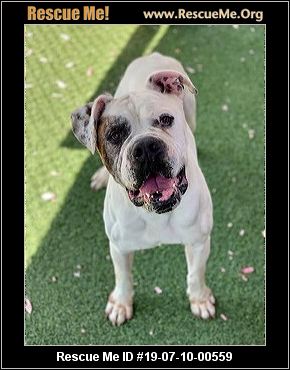 - California American Bulldog Rescue - ADOPTIONS - Rescue Me!