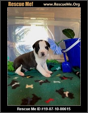 - North Carolina Pit Bull Rescue - ADOPTIONS - Rescue Me!