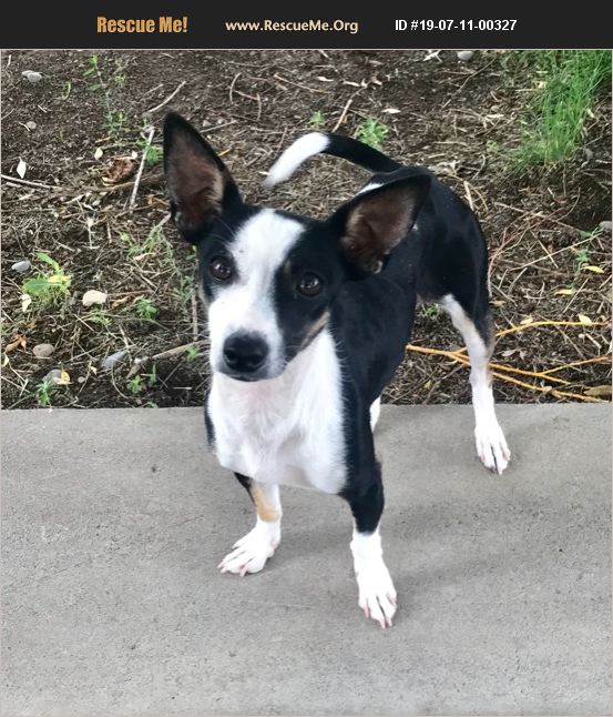 ADOPT 19071100327 ~ Rat Terrier Rescue ~ Bend, OR