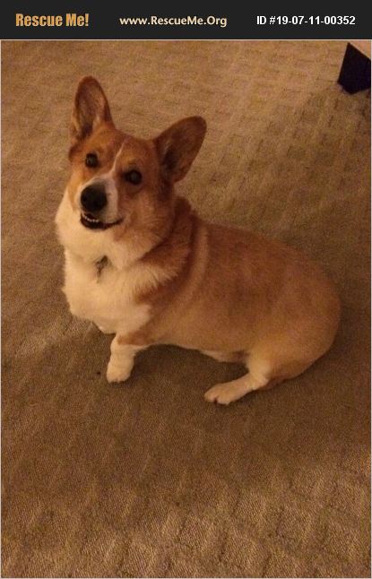 ADOPT 19071100352 ~ Corgi Rescue ~ San Francisco, CA