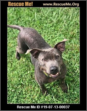 - Tennessee Pit Bull Rescue - ADOPTIONS - Rescue Me!