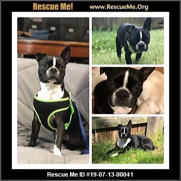 - Virginia Dog Rescue - ADOPTIONS - Rescue Me!