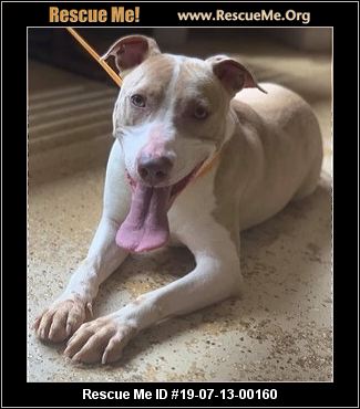 - Indiana Pit Bull Rescue - ADOPTIONS - Rescue Me!
