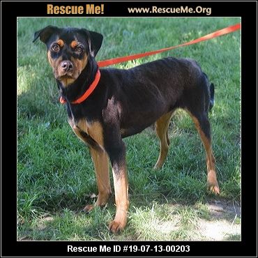- Illinois Rottweiler Rescue - ADOPTIONS - Rescue Me!