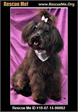 - California Poodle Rescue - ADOPTIONS - Rescue Me!