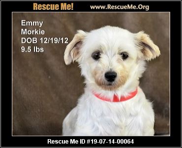 - Colorado Yorkie Rescue - ADOPTIONS - Rescue Me!