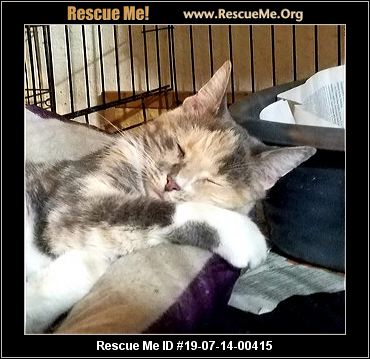 - New York Cat Rescue - ADOPTIONS - Rescue Me!