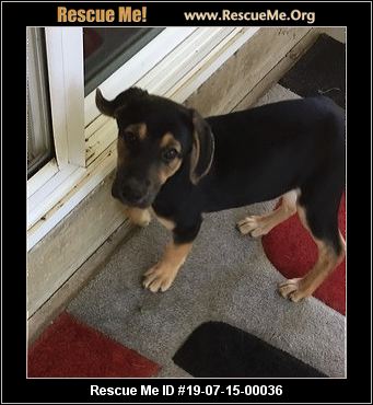 - New Hampshire Lab Rescue - ADOPTIONS - Rescue Me!