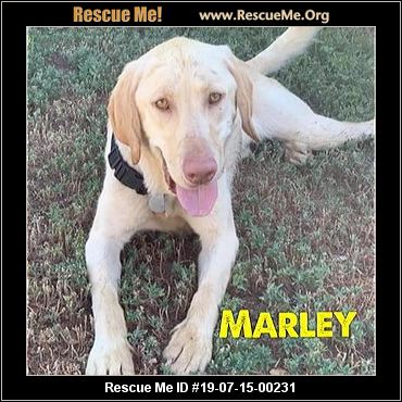 - Colorado Lab Rescue - ADOPTIONS - Rescue Me!
