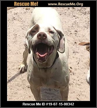 - FLORIDA POINTER RESCUE - New Smyrna Beach, FL - AVAILABLE PETS