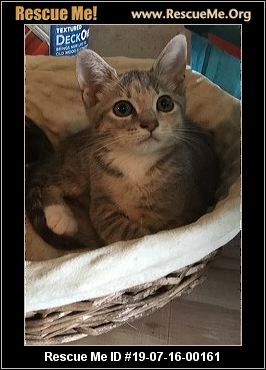 - Florida Cat Rescue - ADOPTIONS - Rescue Me!