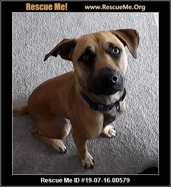 - Florida Black Mouth Cur Rescue - ADOPTIONS - Rescue Me!