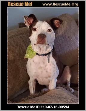 - North Carolina Pit Bull Rescue - ADOPTIONS - Rescue Me!