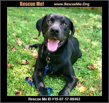 - Florida Lab Rescue - ADOPTIONS - Rescue Me!