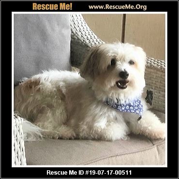 - Florida Havanese Rescue - ADOPTIONS - Rescue Me!