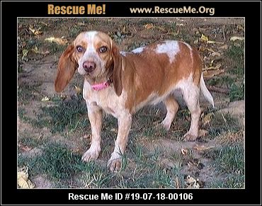 - Virginia Dog Rescue - ADOPTIONS - Rescue Me!