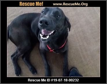 - Ohio Lab Rescue - ADOPTIONS - Rescue Me!