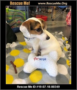 - Virginia Dog Rescue - ADOPTIONS - Rescue Me!