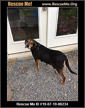 - Virginia Dog Rescue - ADOPTIONS - Rescue Me!