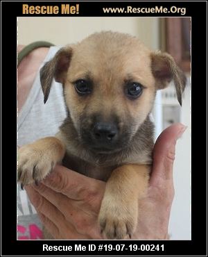 - Patriots for Pets Rescue and Shelter Inc. - Clear Lake, IA ...