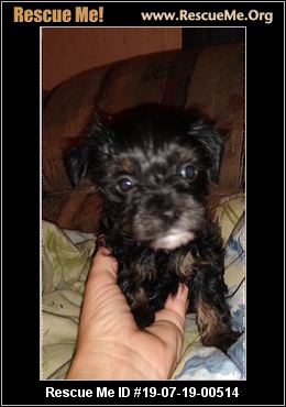 - Texas Yorkie Rescue - ADOPTIONS - Rescue Me!