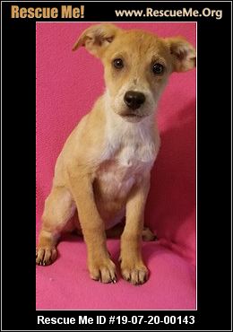 - Delaware Dog Rescue - ADOPTIONS - Rescue Me!