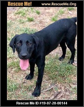 - Florida Lab Rescue - ADOPTIONS - Rescue Me!