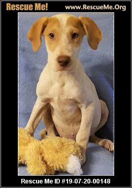 - Delaware Dog Rescue - ADOPTIONS - Rescue Me!