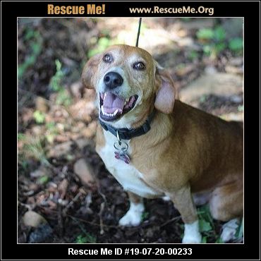 - Virginia Dog Rescue - ADOPTIONS - Rescue Me!