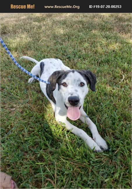 ADOPT 19072000253 ~ German Shorthaired Pointer Rescue ~ Seattle, WA