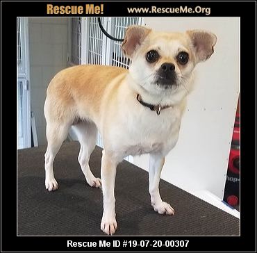 - Virginia Dog Rescue - ADOPTIONS - Rescue Me!