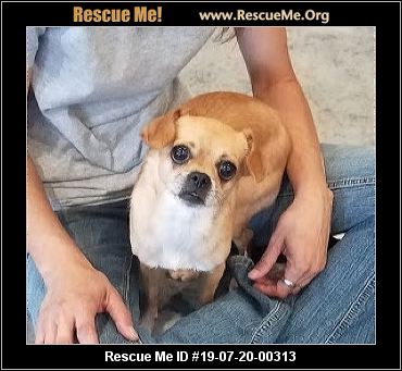 - Virginia Dog Rescue - ADOPTIONS - Rescue Me!
