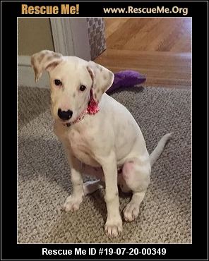 - Rhode Island Dog Rescue - ADOPTIONS - Rescue Me!