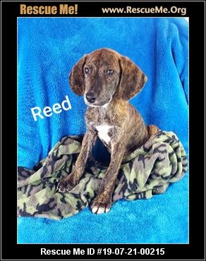 - Delaware Dog Rescue - ADOPTIONS - Rescue Me!