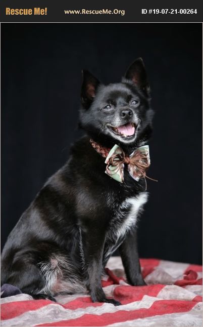 ADOPT 19072100264 ~ Schipperke Rescue ~ San Pedro, CA