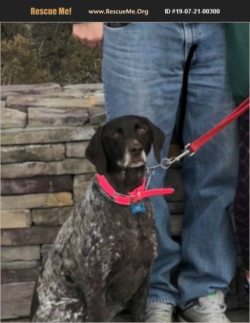ADOPT 19072100300 ~ German Shorthaired Pointer Rescue ~ Trenton, MI