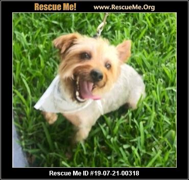 - Florida Yorkie Rescue - ADOPTIONS - Rescue Me!