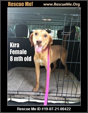 - Virginia Dog Rescue - ADOPTIONS - Rescue Me!