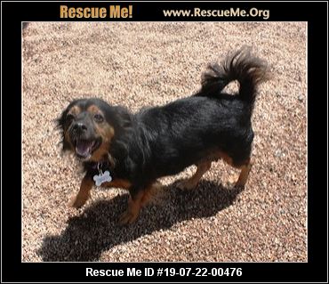 - Arizona Dachshund Rescue - ADOPTIONS - Rescue Me!