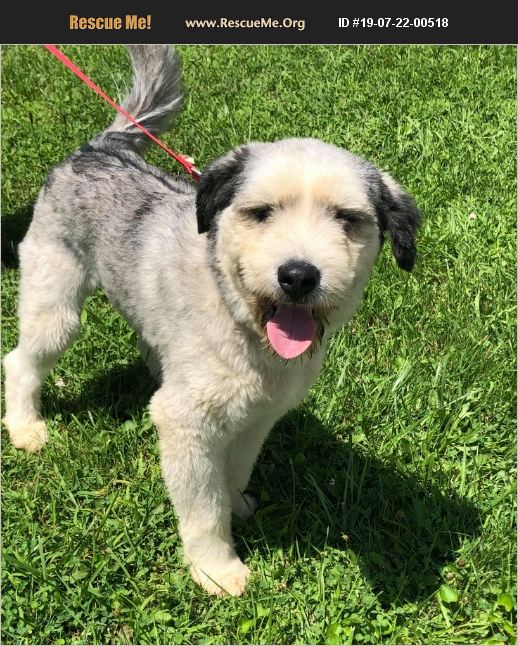 ADOPT 19072200518 ~ Old English Sheepdog Rescue ~ Coeburn, VA