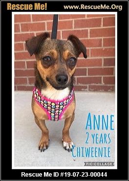 - Arizona Dachshund Rescue - ADOPTIONS - Rescue Me!