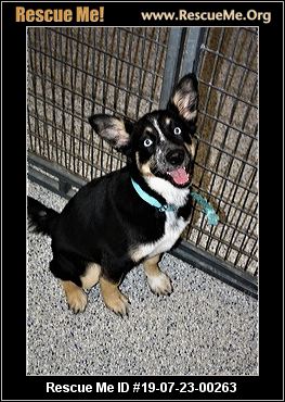 - Utah Dog Rescue - ADOPTIONS - Rescue Me!