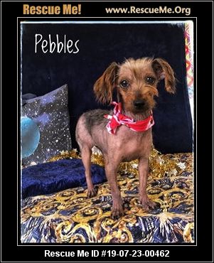 - Florida Yorkie Rescue - ADOPTIONS - Rescue Me!